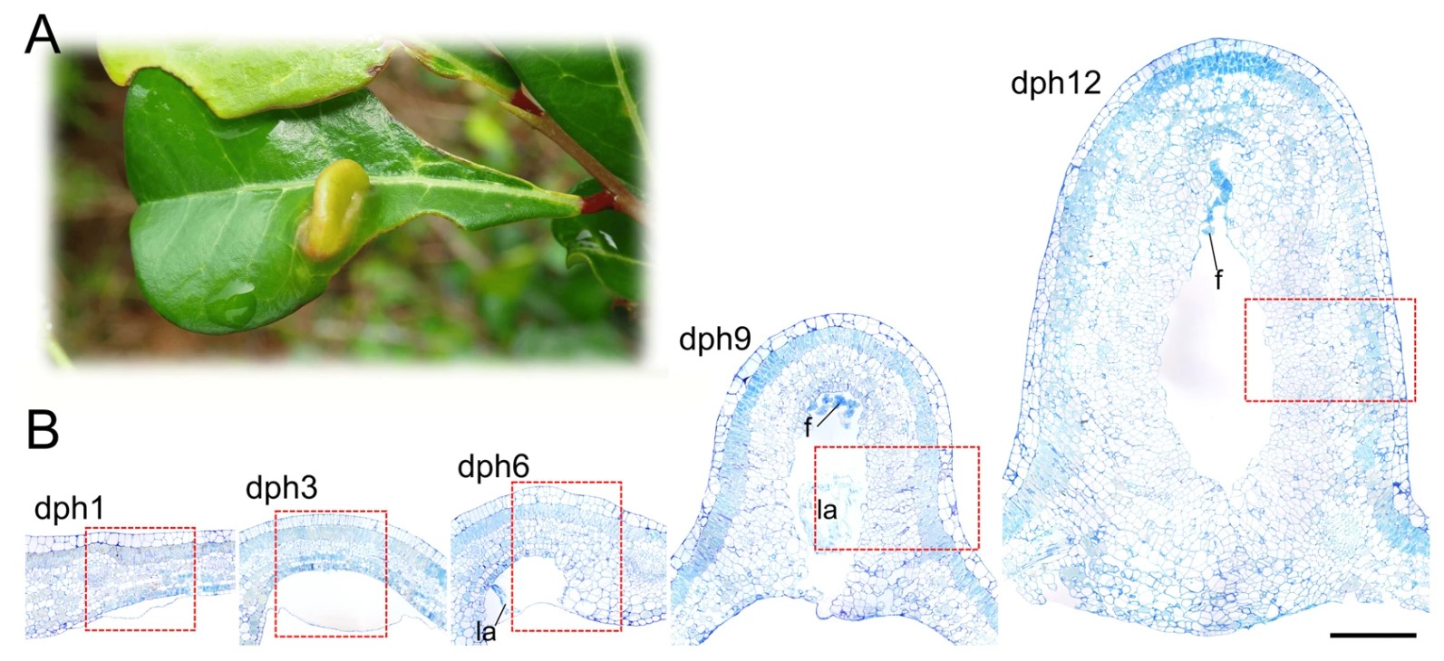 Origin of gall-inducing from leaf-mining in Caloptilia micromoths ...